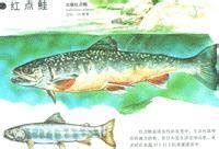 红点鲑 百度百科