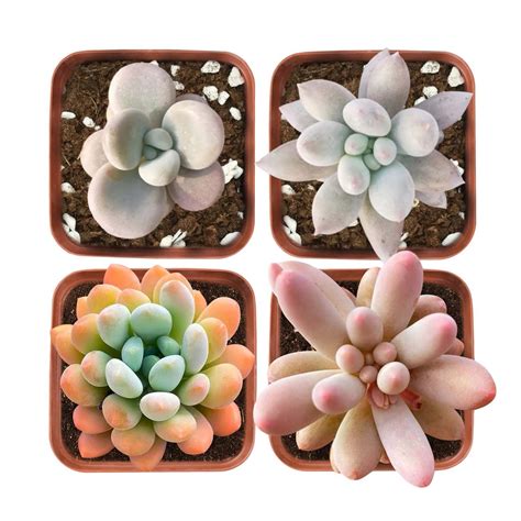 Chubby Succulent Set Fixed Varieties The Next Gardener Thenextgardener