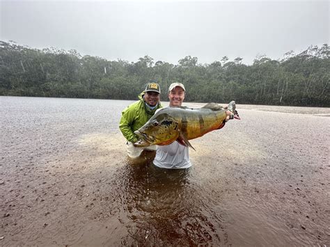Breaking News A New Igfa World Record For The Largest Peacock Bass It