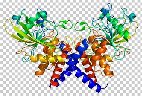 Replication Protein A3 Single Stranded Binding Protein Replication
