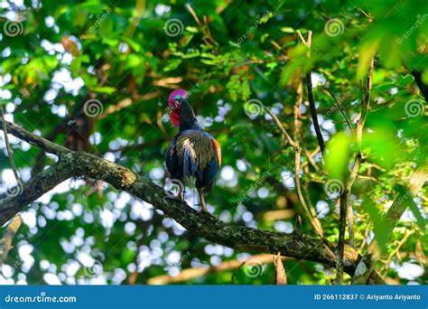 Green Junglefowl Gallus Varius In Baluran National Park East Java