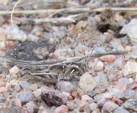 Bug Eric Brown Spotted Range Grasshopper