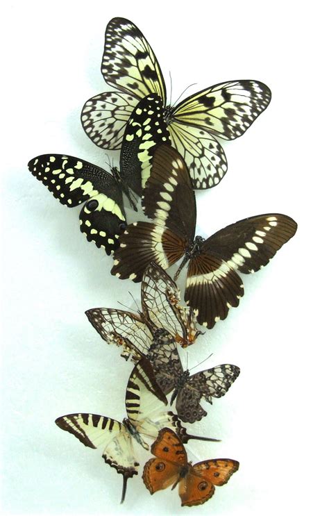 Natural History Specimens A2 Insect Butterflies X7 Collection Cl33 World Of Butterflies And Moths