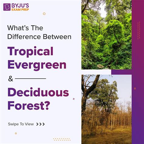 Difference Between Evergreen Forest And Deciduous Forest Biomes