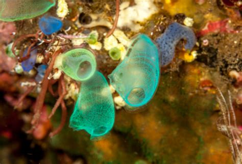 Bio Lab Exam 3 Flashcards Quizlet