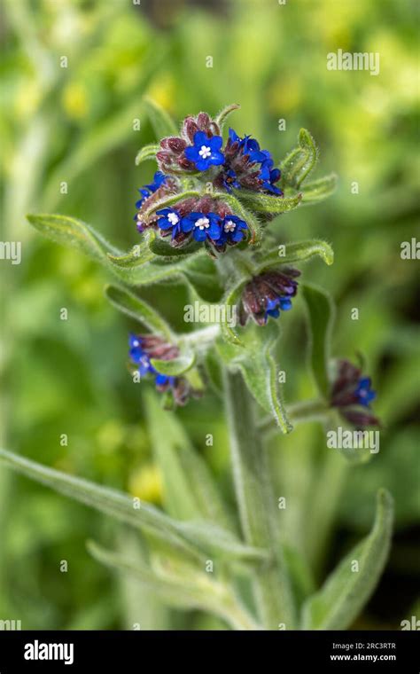 Anchusa Officinalis Commonly Known As The Common Bugloss Or Alkanet Is A Plant Species In The