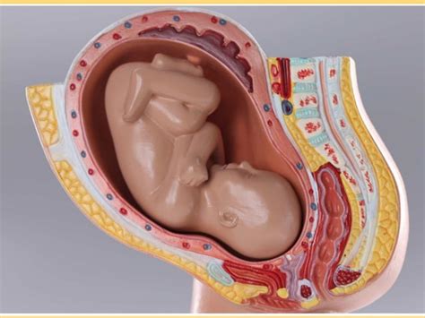 Pendidikan Sex Bagi Remaja Smkn 8 Jakartappt