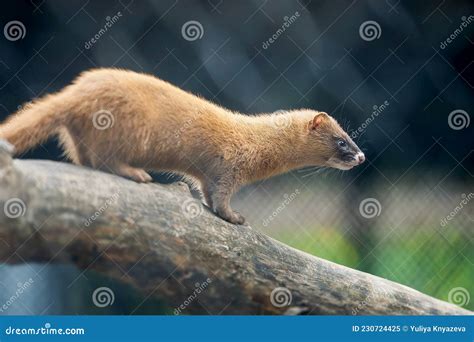 Siberian Weasel Mustela Sibirica Or Kolonok Is A Medium Sized Weasel