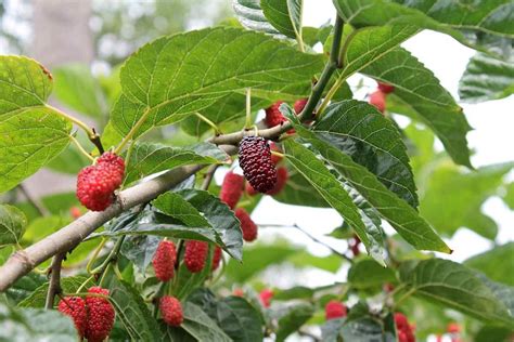Mulberry Gardening How To Start Tips Techniques Agri Farming