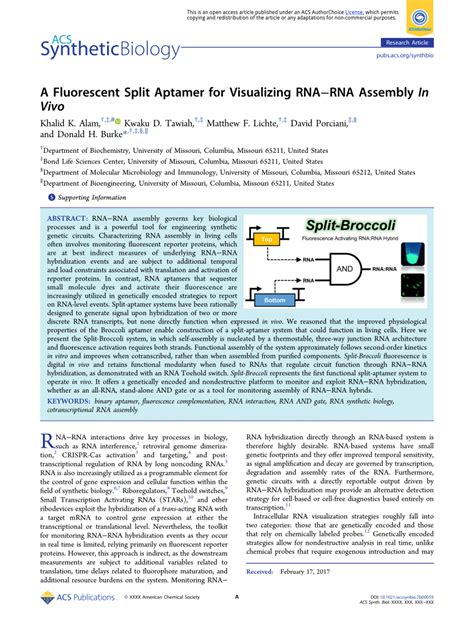 Pdf A Fluorescent Split Aptamer For Visualizing Rna Rna Assembly In Vivo