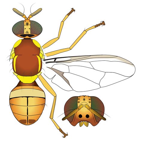 Bactrocera Dorsalis Species Complex Adult Bactrocera Fruit Fly Id