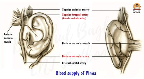 Ear Anatomy Pinna