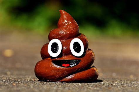 What Is Coprolite Tree Of Life Gems