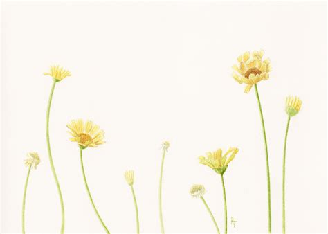 Sol Dancer Daisy — Rose Torres Art