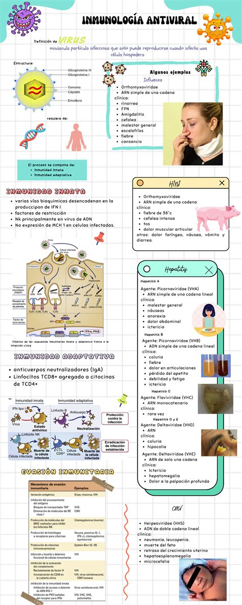 Inmunología Antiviral Hepatitis Algunos Ejemplos Inmunidad Innata