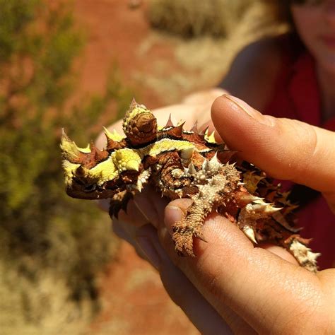Great Horny Toads Album On Imgur