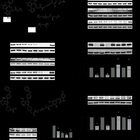 Bifunctional Compounds Bind Covalently To Dcaf11 And Display