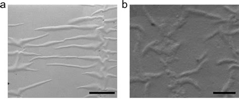14 Delamination Of Printed Tracks On Polyimide Substrate During Download Scientific Diagram
