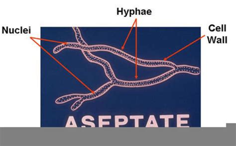 Aseptate Hyphae