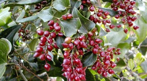 Thổ Phục Linh Có Công Dụng Gì Dùng Như Thế Nào Mới Hiệu Quả