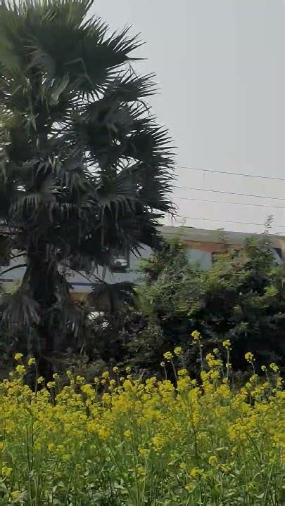 Rcf Coush Shorts Youtube