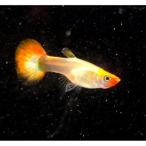 Poecilia Reticulata Femelle Guppy Koi 2 5cm