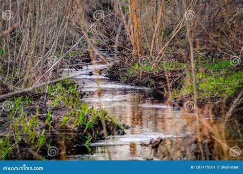 Spring Forest Stream Among Trees Stock Image Image Of Mossy Green
