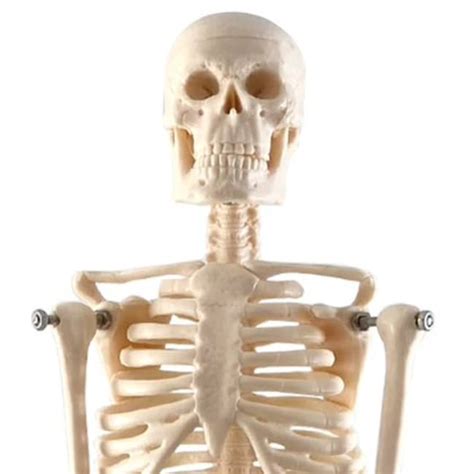 Supertek Human Skeleton Model 17 In Buy Online Supertek™ Fisher