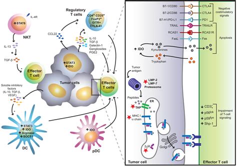 Immunosuppressive Strategies That Are Mediated By Tumor Cells Pmc
