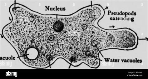 Amoeba Under Microscope Labelled