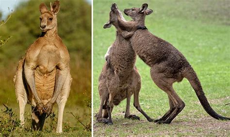 Kangaroo Leg Muscles