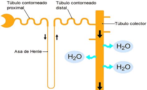 5 Leyes Biologicas Nueva Medicina Hamer Endodermo Organos 7