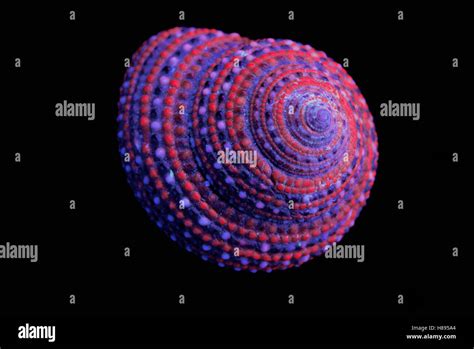 Strawberry Top Shell Clanculus Pharaonius Photographed Under