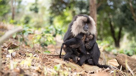 Nascido Para Ser Selvagem Ravi A Cria De Macaco Cauda De Leão O Teu Amc