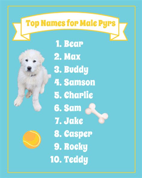 The Most Popular Names For Great Pyrenees National Great Pyrenees Rescue