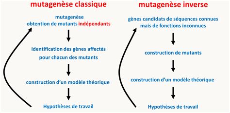 Exemples Génétiques