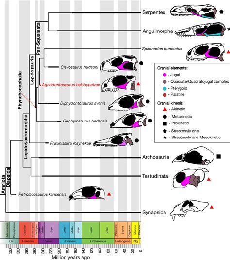 “unlike Anything Yet Discovered” New Fossil Rewrites Our Understanding