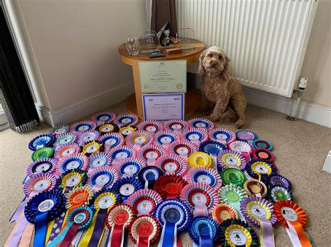 Cockapoo Agility League