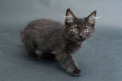 Adote Um Gato Preto ~ Own Mine