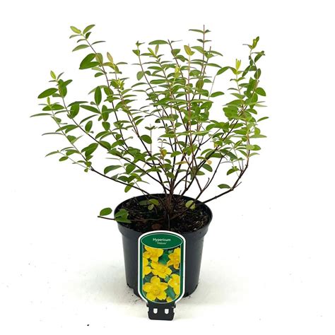 Hypericum Hidcote — Plant Wholesale Floraccess