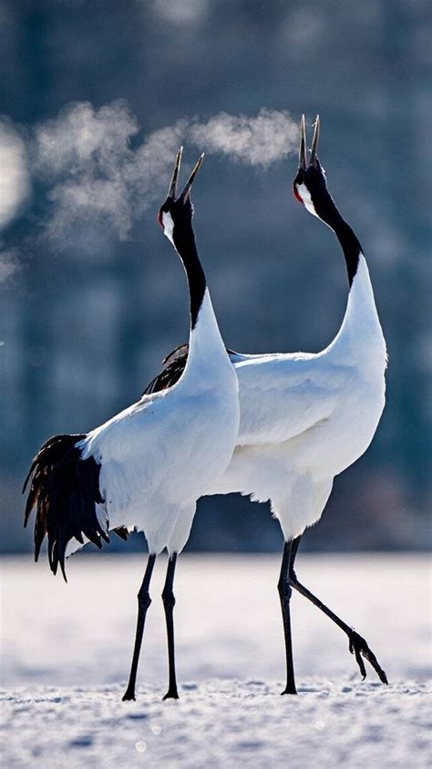 丹顶鹤 高清图片，堆糖，美图壁纸兴趣社区