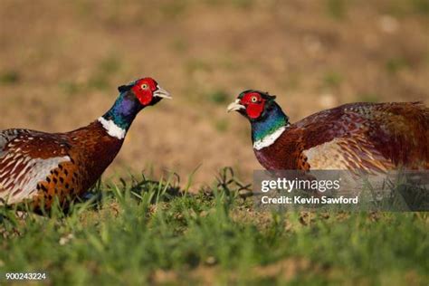 Two Pheasants Photos And Premium High Res Pictures Getty Images