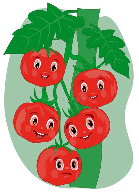 Tomatoes Cartoon Vector Illustration Several Cartoon Tomatoes With
