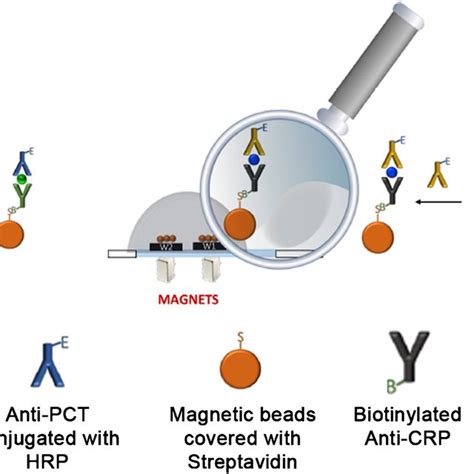 Electrochemical Biosensor For The Simultaneous Detection Of Pct And Download Scientific Diagram