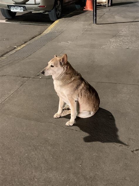 Un Cheems Acuenta Que Me Pillé En La Calle Rchile