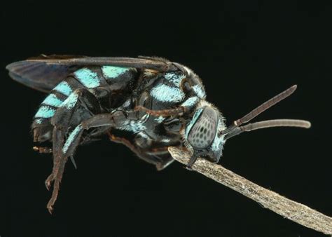 Neon Cuckoo Bee Thyreus Nitidulus Bee Insects