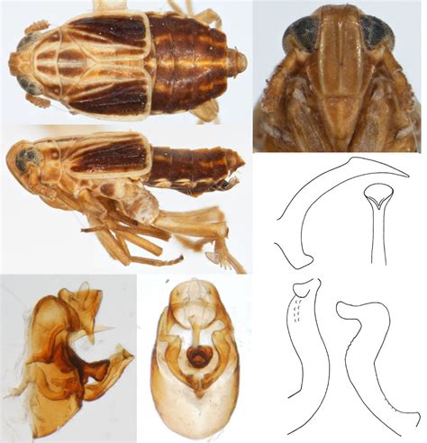 Genus Euides Fieber 1866 Planthoppers Of North America