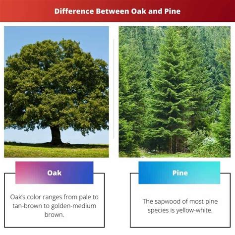 Pine Tree Habitat Difference At Joel Donovan Blog
