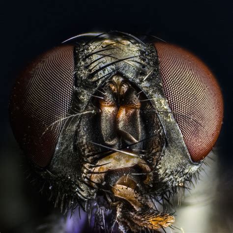 Fly Under Microscope