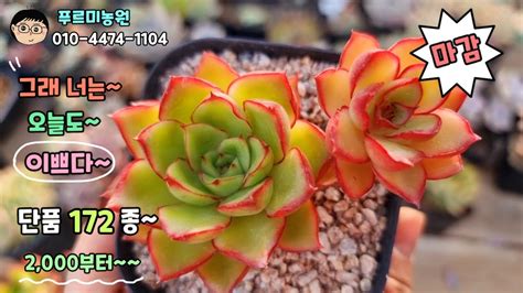 😁그래 너는 오늘도 이쁘다내꺼하자푸르미다육다육판매다육식물다육키우기korean Succulent Plants 천안